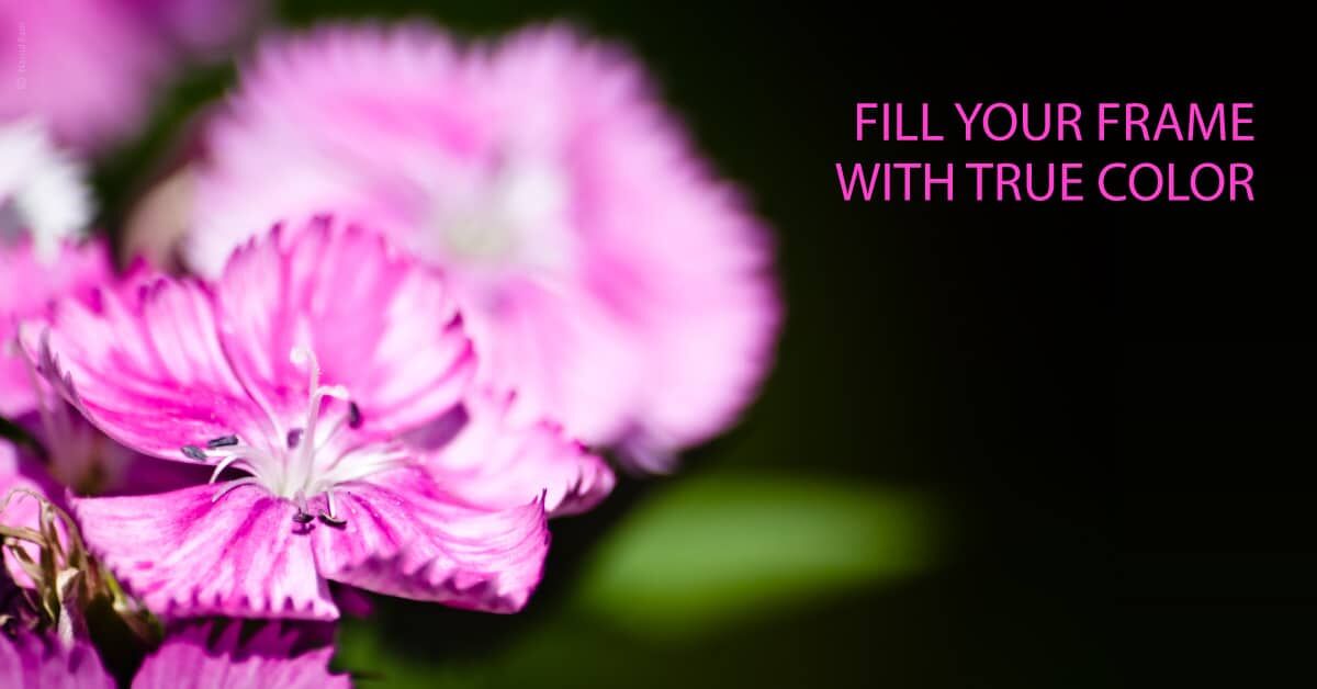 Photography Color Guide | Light & Composition University