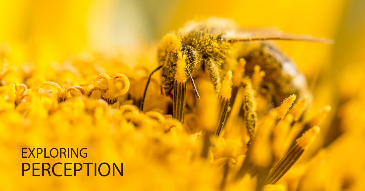 Photography Perception Course | Online Photography Education | Light ...