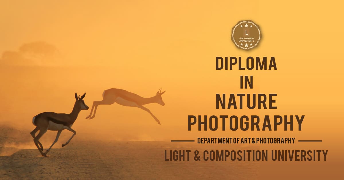 Nature Photography Diploma | Online Course | Light & Composition University